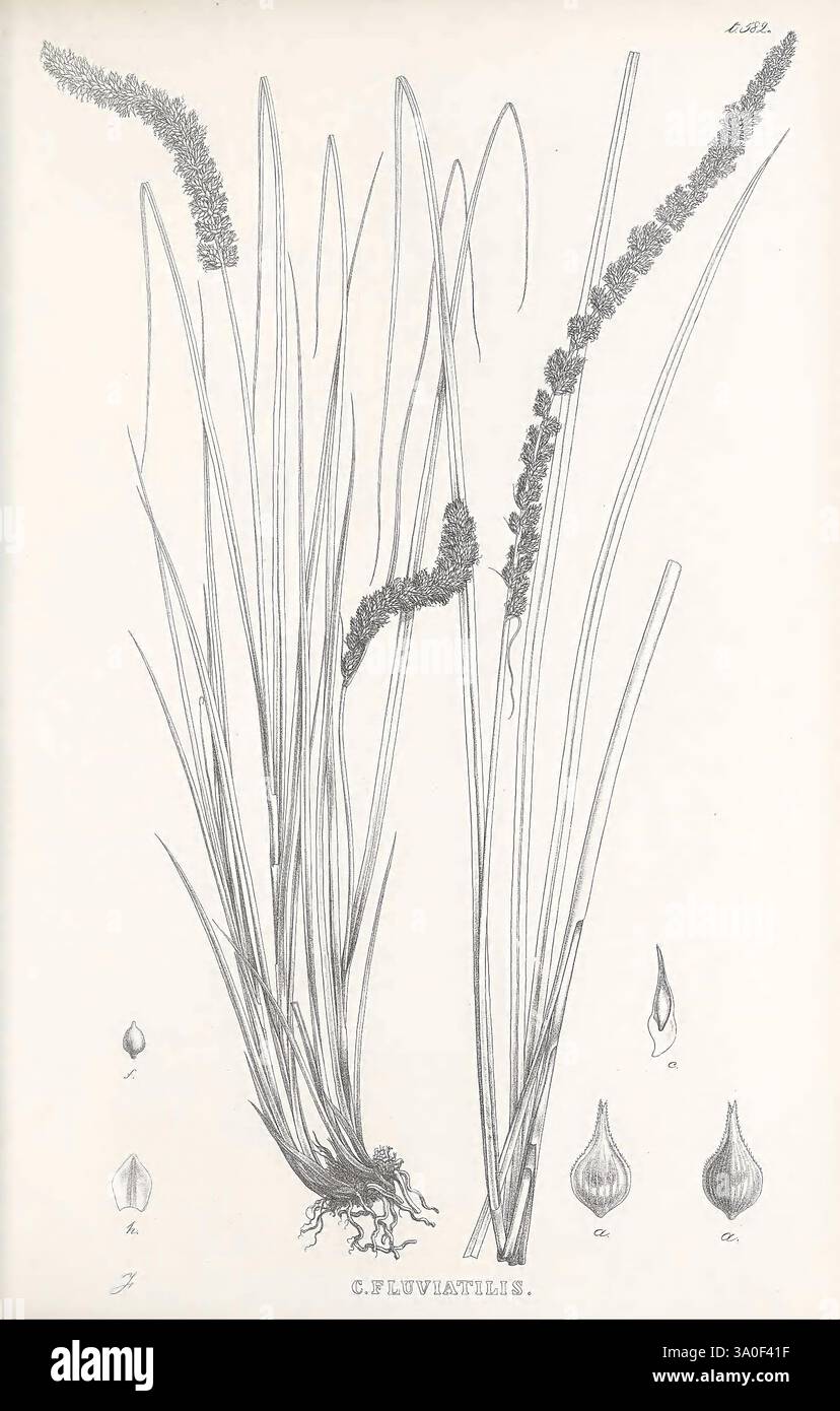 Illustrations of the genus Carex, London, William Pamplin, 1858-1867 ...