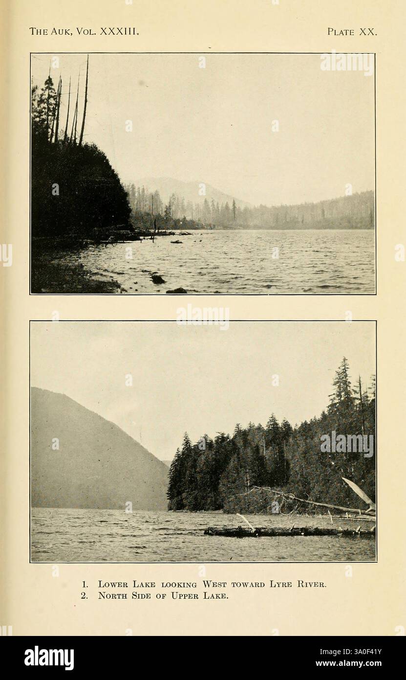 The Auk, Washington, D.C, American Ornithologists' Union, 1884, birds ...