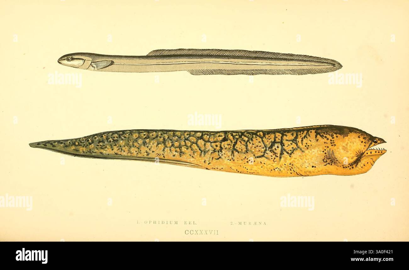 Two distinct species of eel hi-res stock photography and images - Alamy