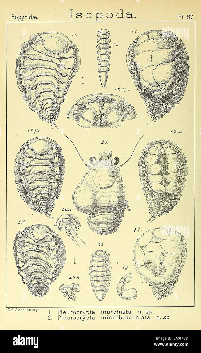 Top section presents two species hi-res stock photography and images ...