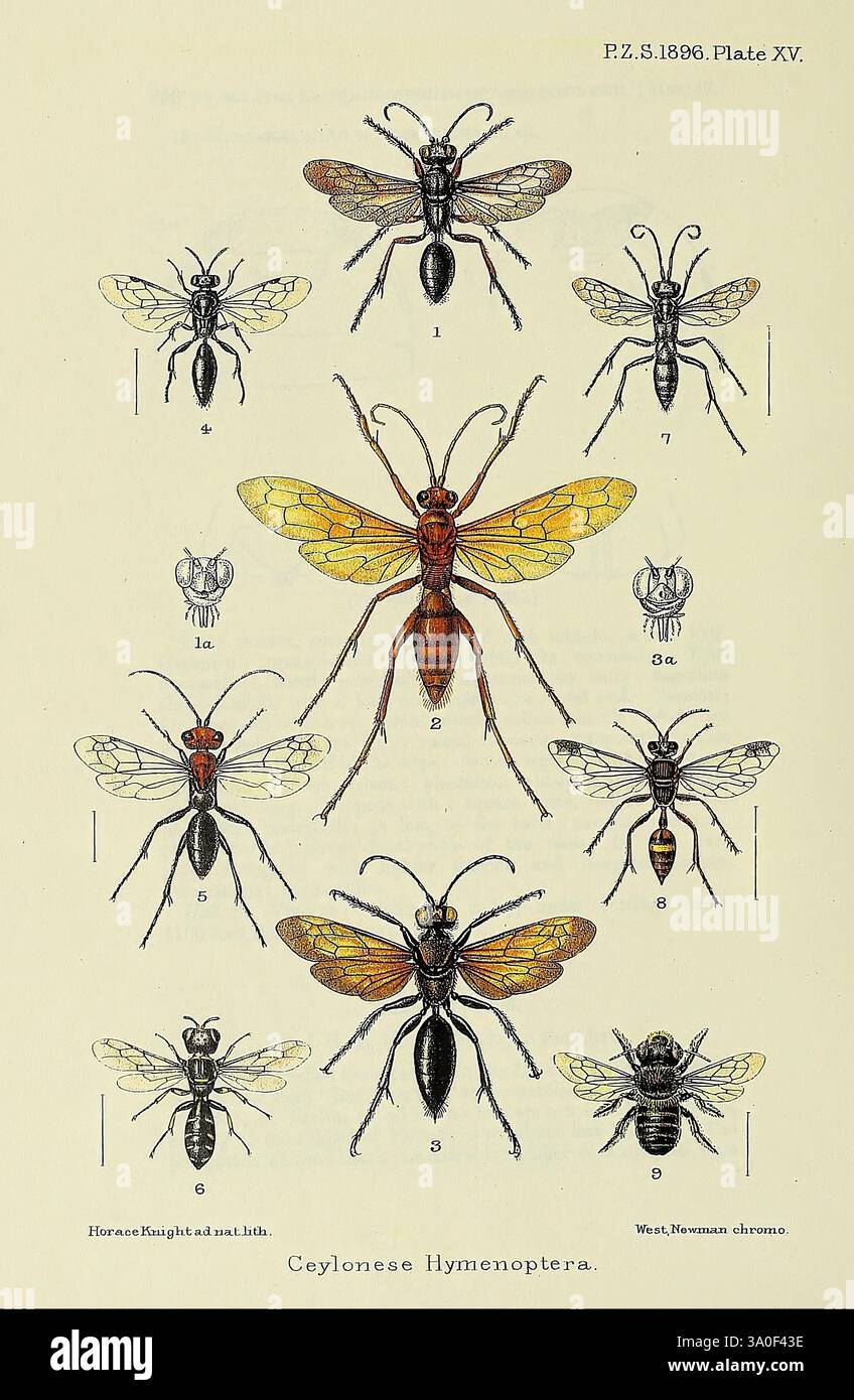 Various species of hymenopteran insects hi-res stock photography and ...