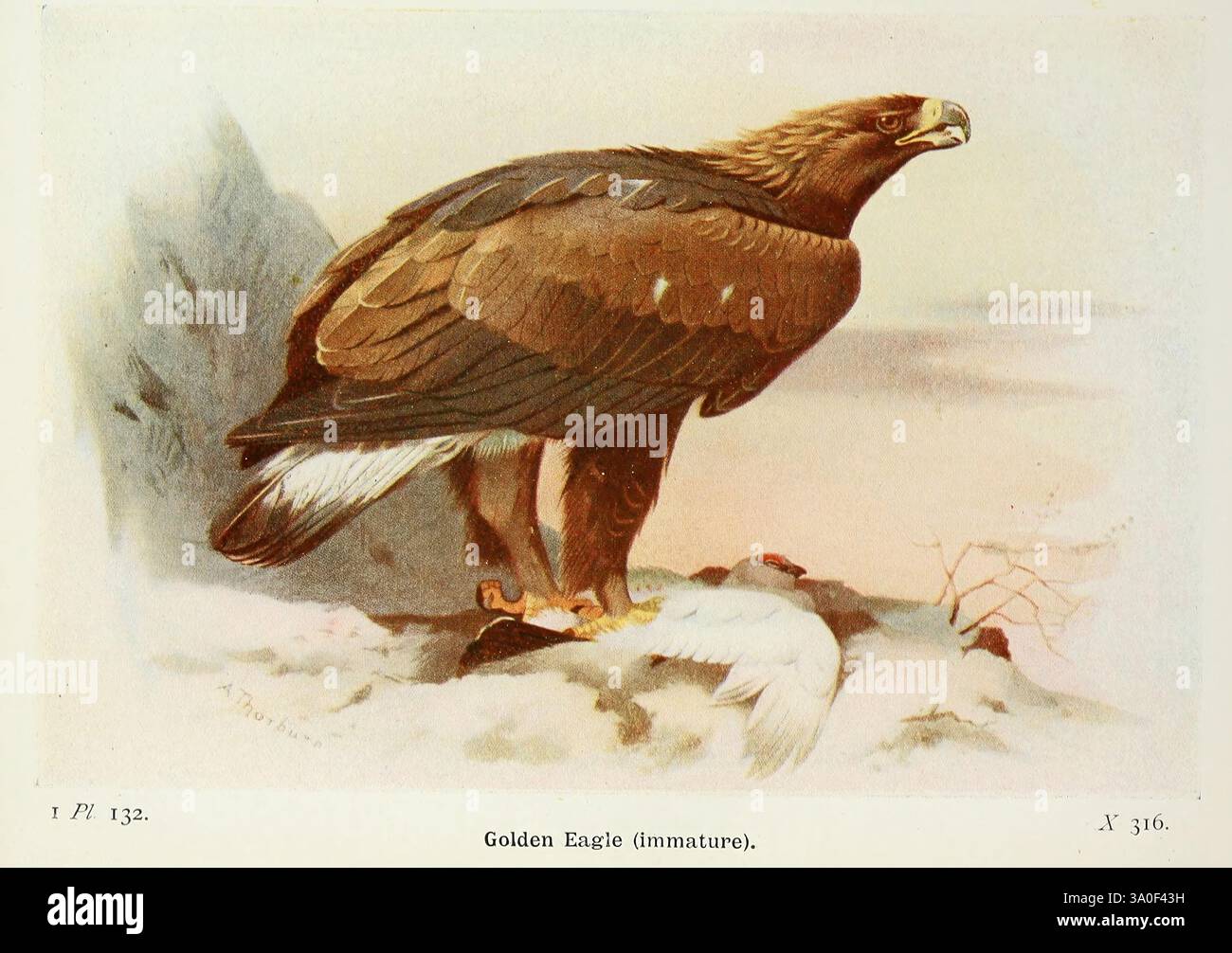 Eagles keen gaze hi-res stock photography and images - Alamy