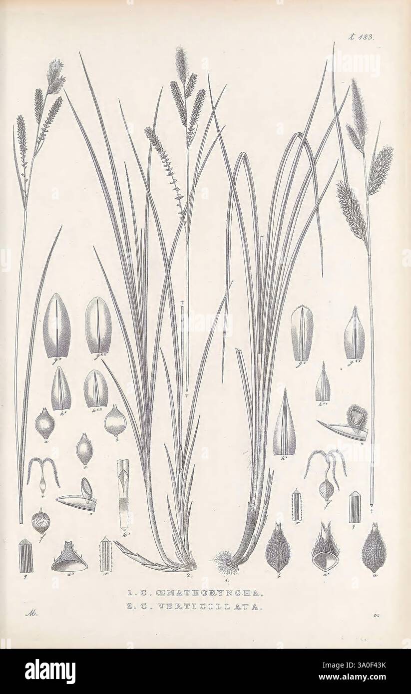 Illustrations of the genus Carex, London, William Pamplin, 1858-1867 ...