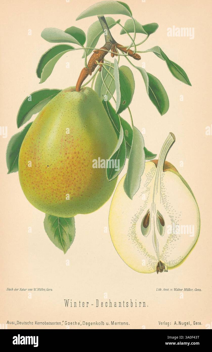 Aepfel, und, Birnen, Berlin, Paul Parey, 1894, apples, Germany, pears ...