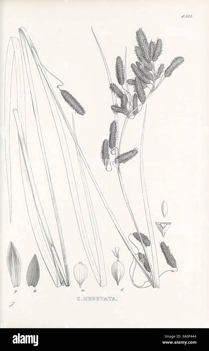 Characteristic dense flower clusters typical of sedges hi-res stock ...