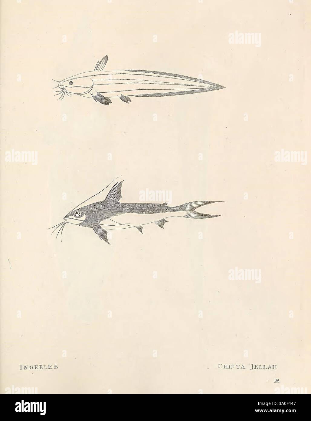 Illustration features two distinct species of catfish hi-res stock ...