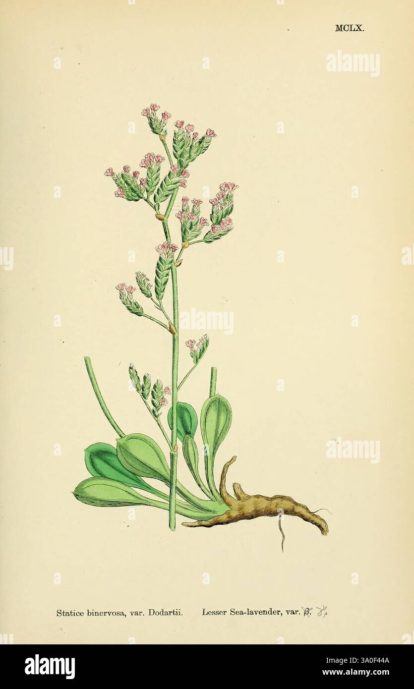 Statice hysopifolia hi-res stock photography and images - Alamy