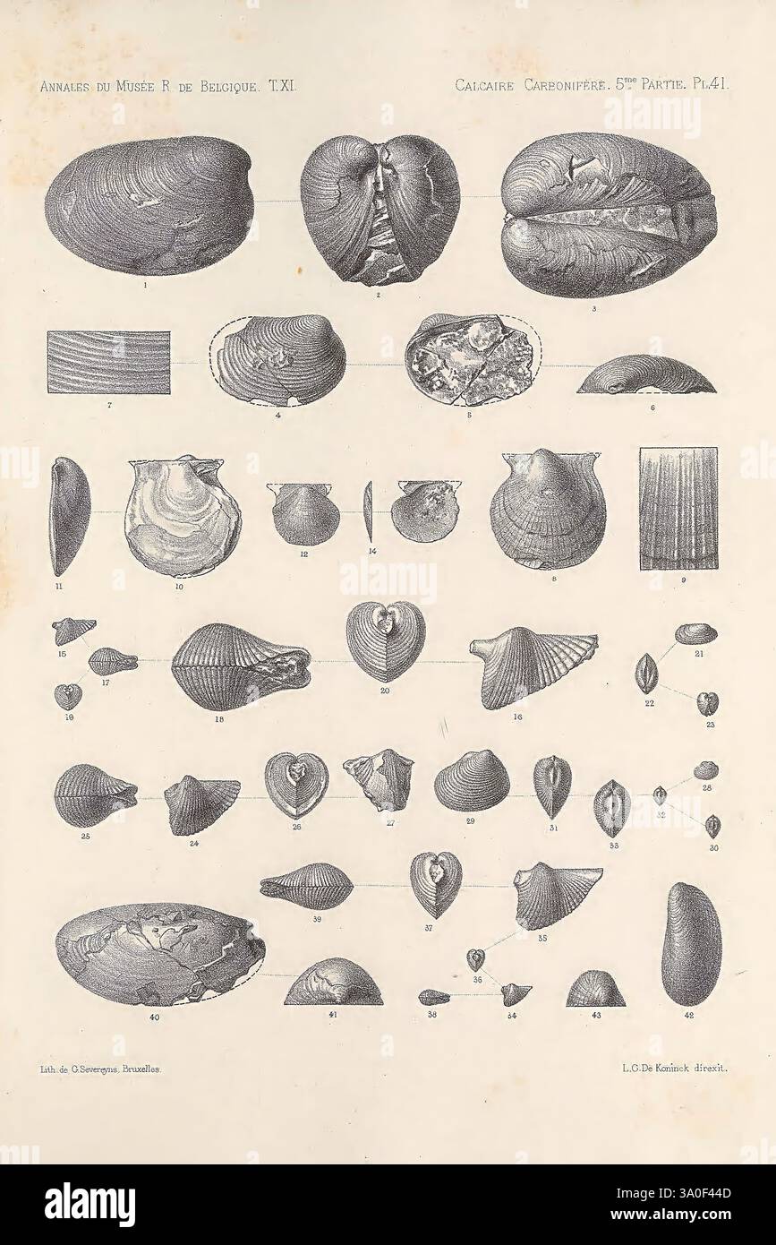 Carboniferous fishes hi-res stock photography and images - Alamy