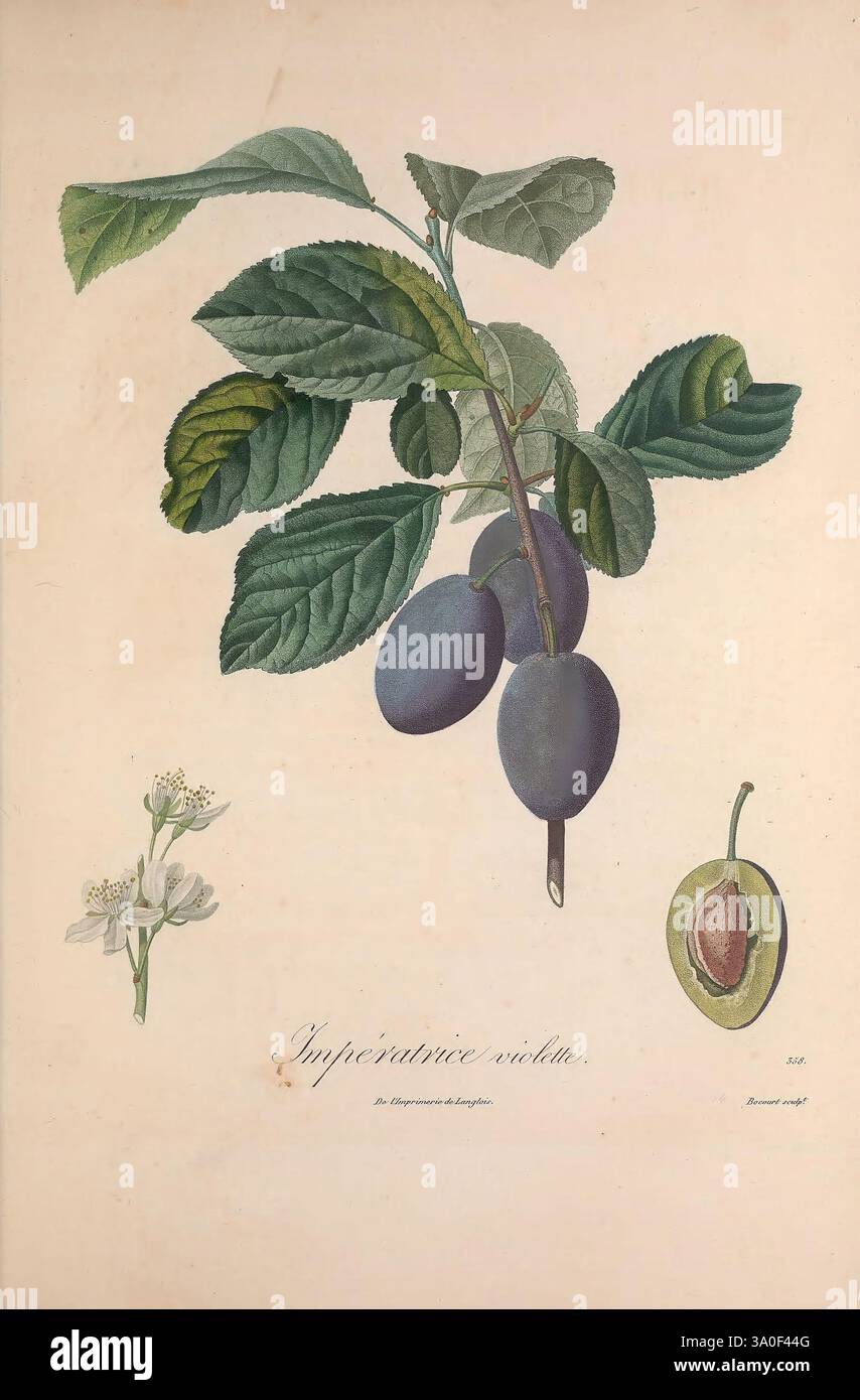 Plums hanging from trees hi-res stock photography and images - Alamy