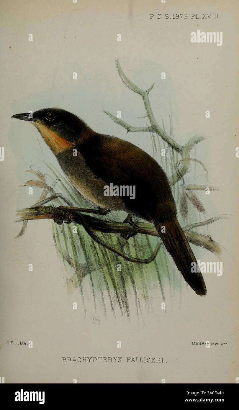 Birds anatomy emphasize hi-res stock photography and images - Alamy