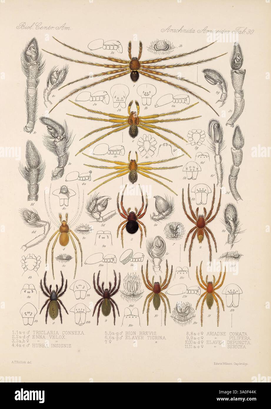 Several types of spiders hi-res stock photography and images - Alamy