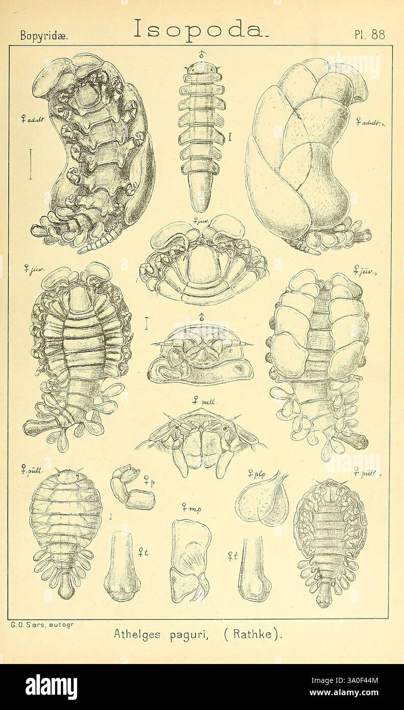 Various anatomical drawings of isopods hi-res stock photography and ...