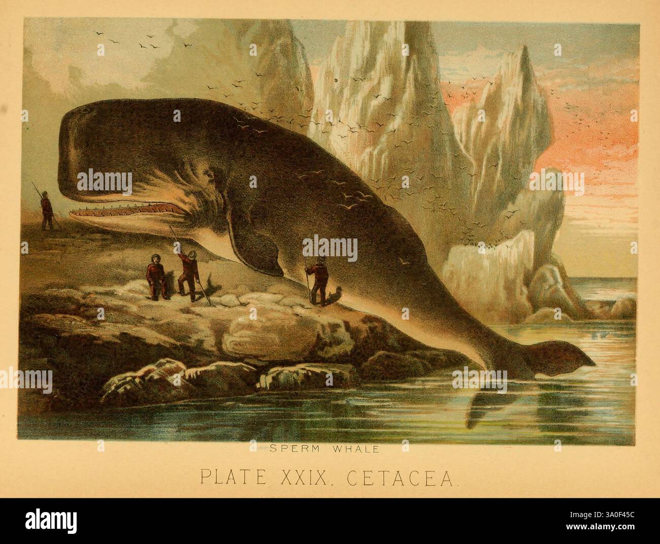 Colossal sperm whale dominates hi-res stock photography and images - Alamy