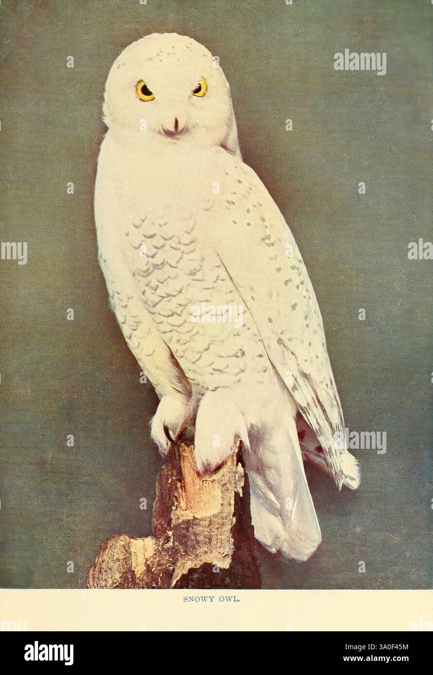 Birds that hunt and are hunted New York, Page & Co, 1902, c1898. birds, Snowy Owl, Bubo ...