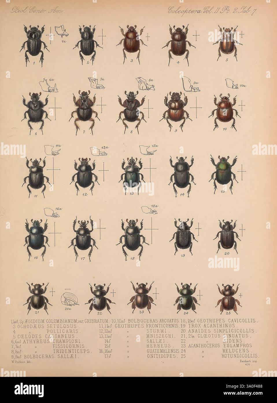 Biologia Centrali-Americana London, 1879-1915, archaeology, botany ...