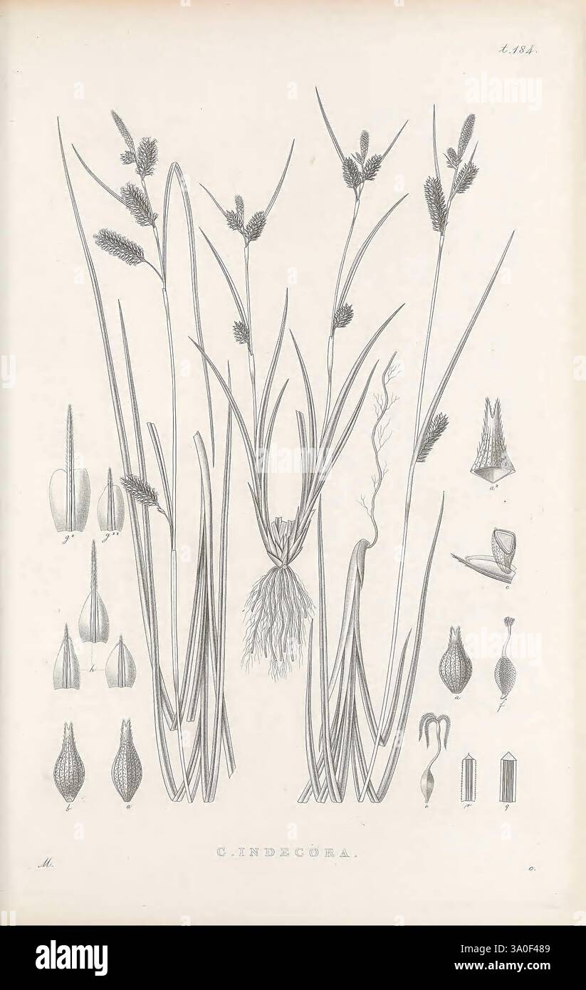 Illustrations of the genus Carex London, William Pamplin, 1858-1867 ...