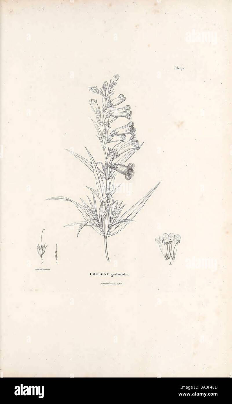 Nova Genera Et Species Plantarum, Antverpiae, Ex Officina Christophori ...
