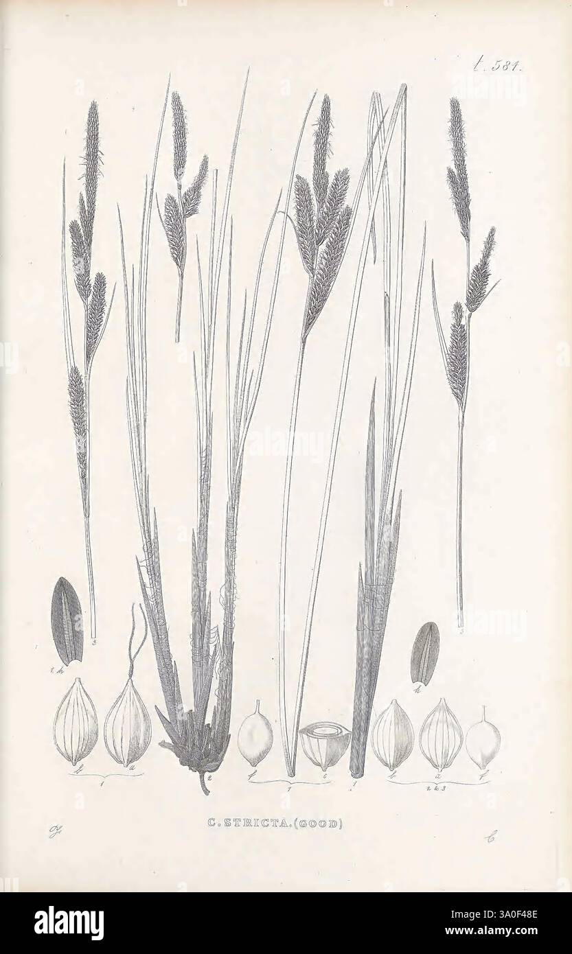 Illustrations of the genus Carex, London, William Pamplin, 1858-1867 ...