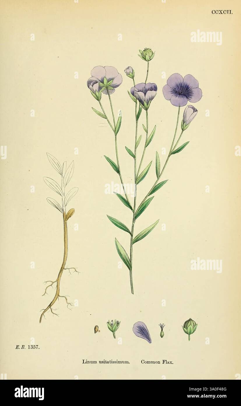 English, Botany, Coloured Figures of British Plants, London, R ...