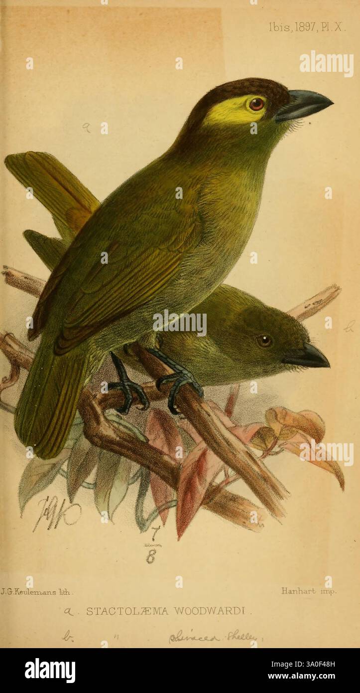 Second bird of slightly darker tones rests close hi-res stock ...