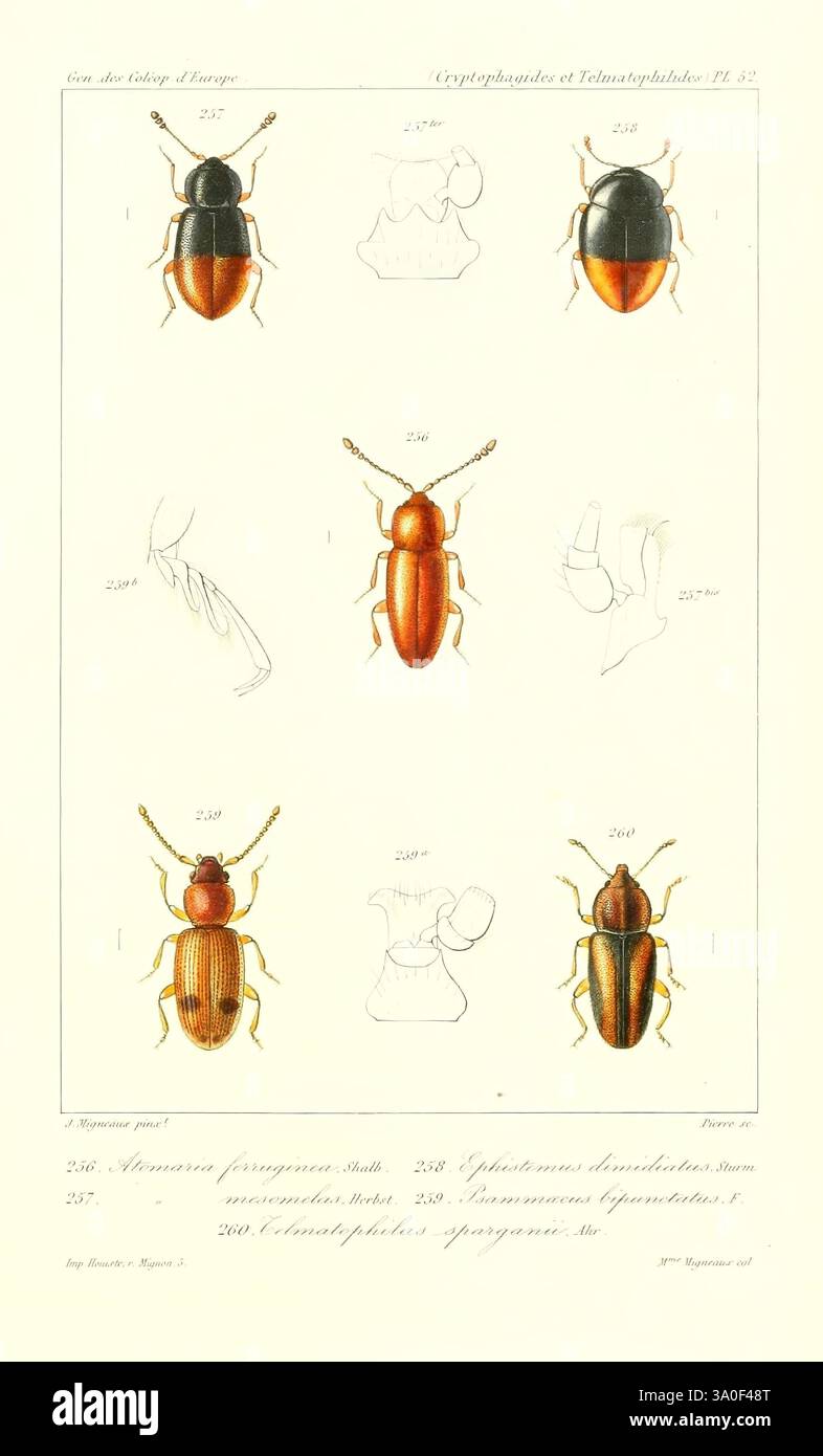 Series of detailed depictions of various beetle species hi-res stock ...