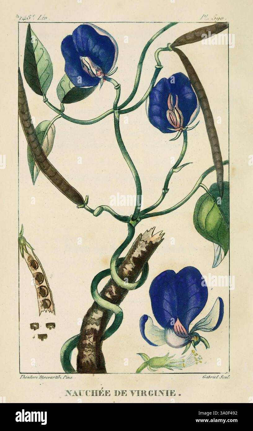 Virginia pea plant hi-res stock photography and images - Alamy