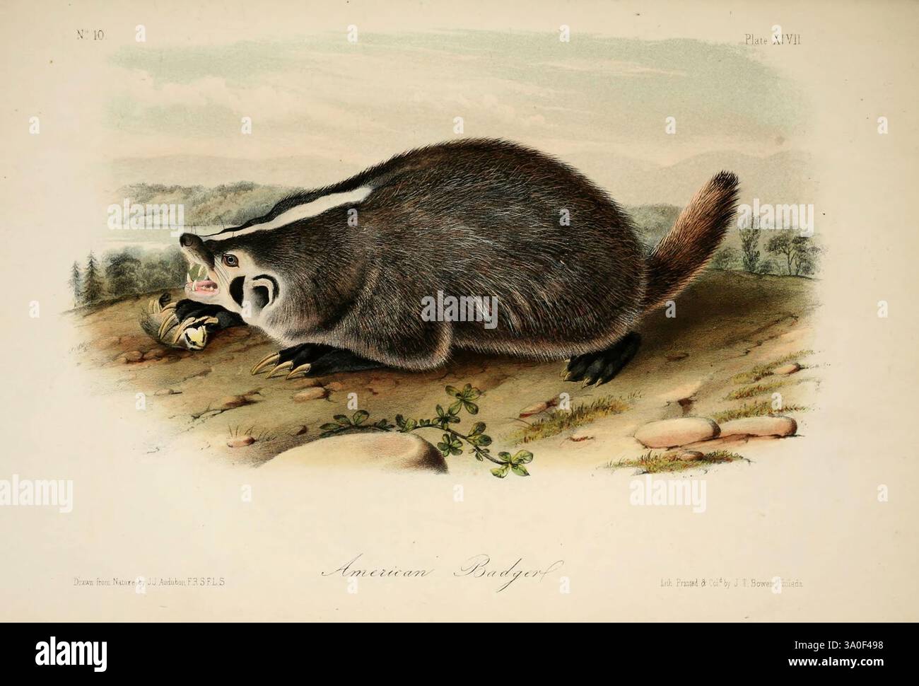 Badgers distinctive facial markings hi-res stock photography and images ...