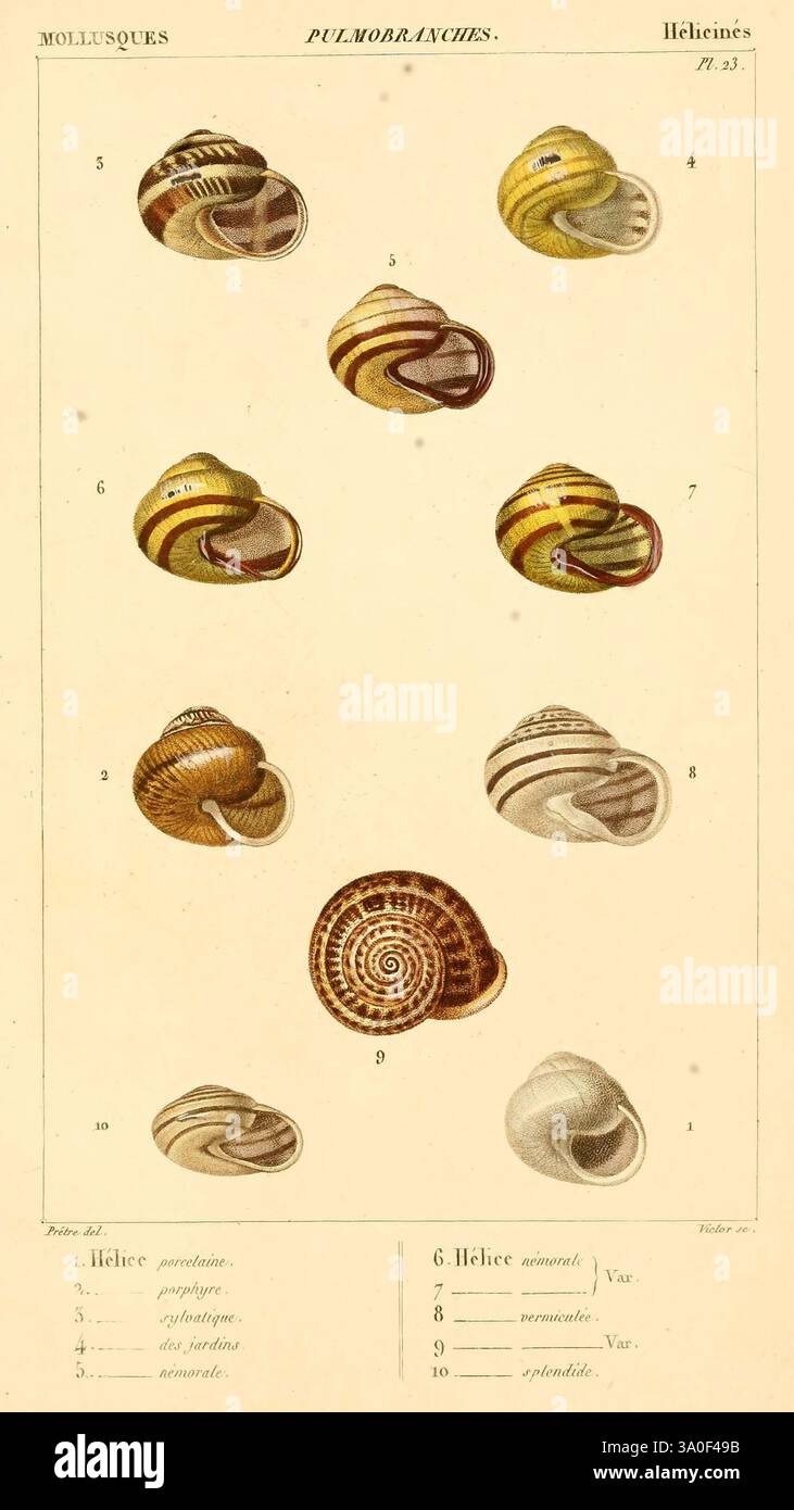 Variety of detailed shell patterns hi-res stock photography and images ...