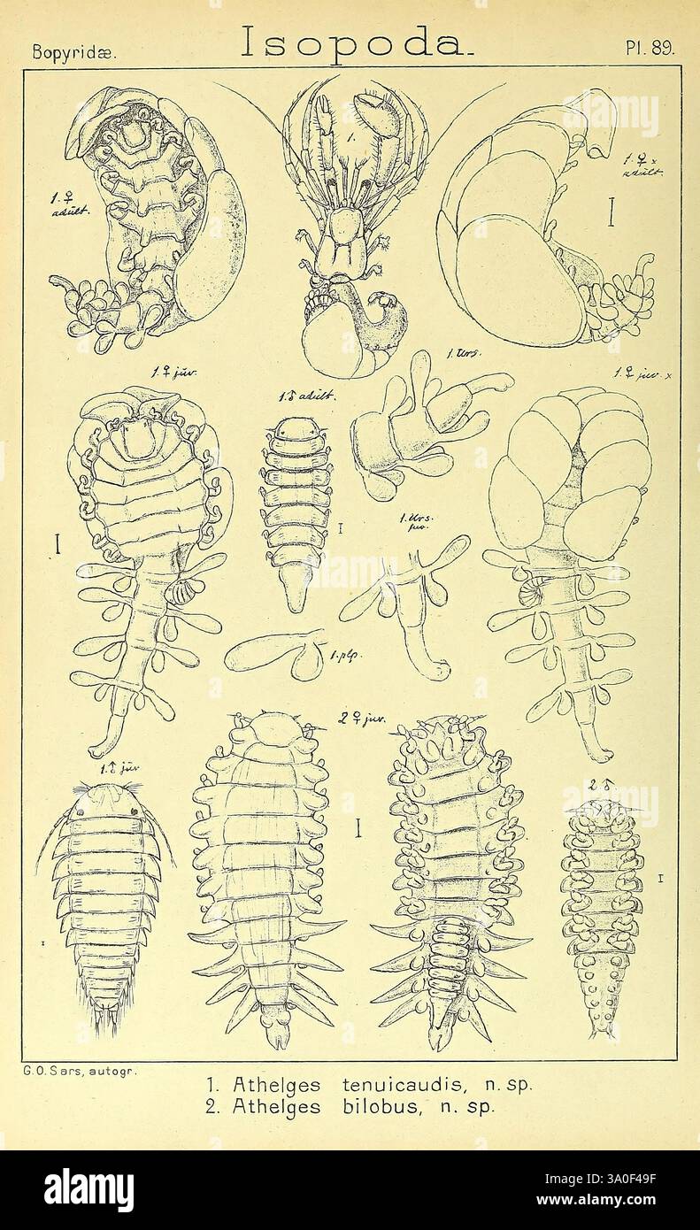 Featuring unique morphological traits hi-res stock photography and ...
