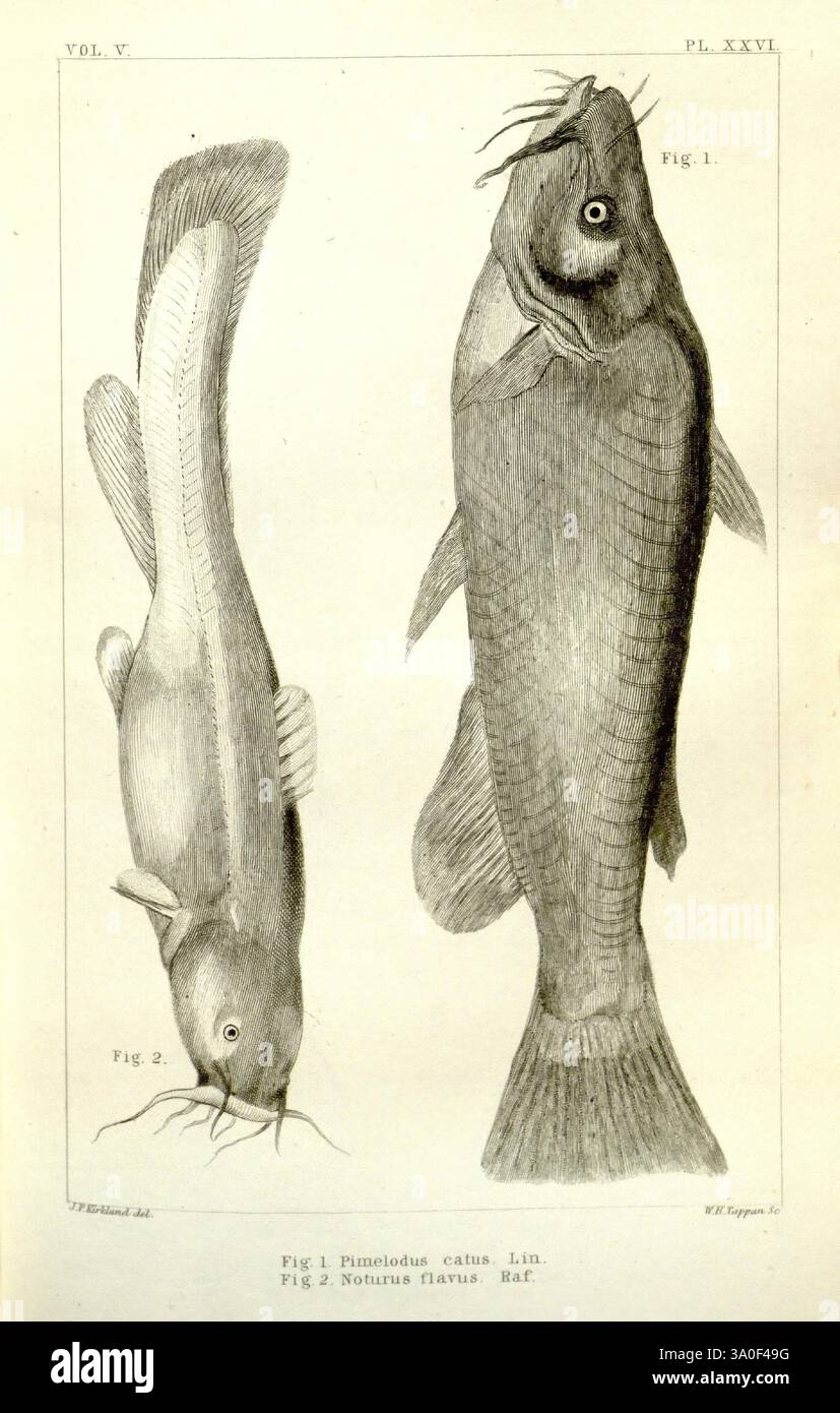 Broader body shape hi-res stock photography and images - Alamy