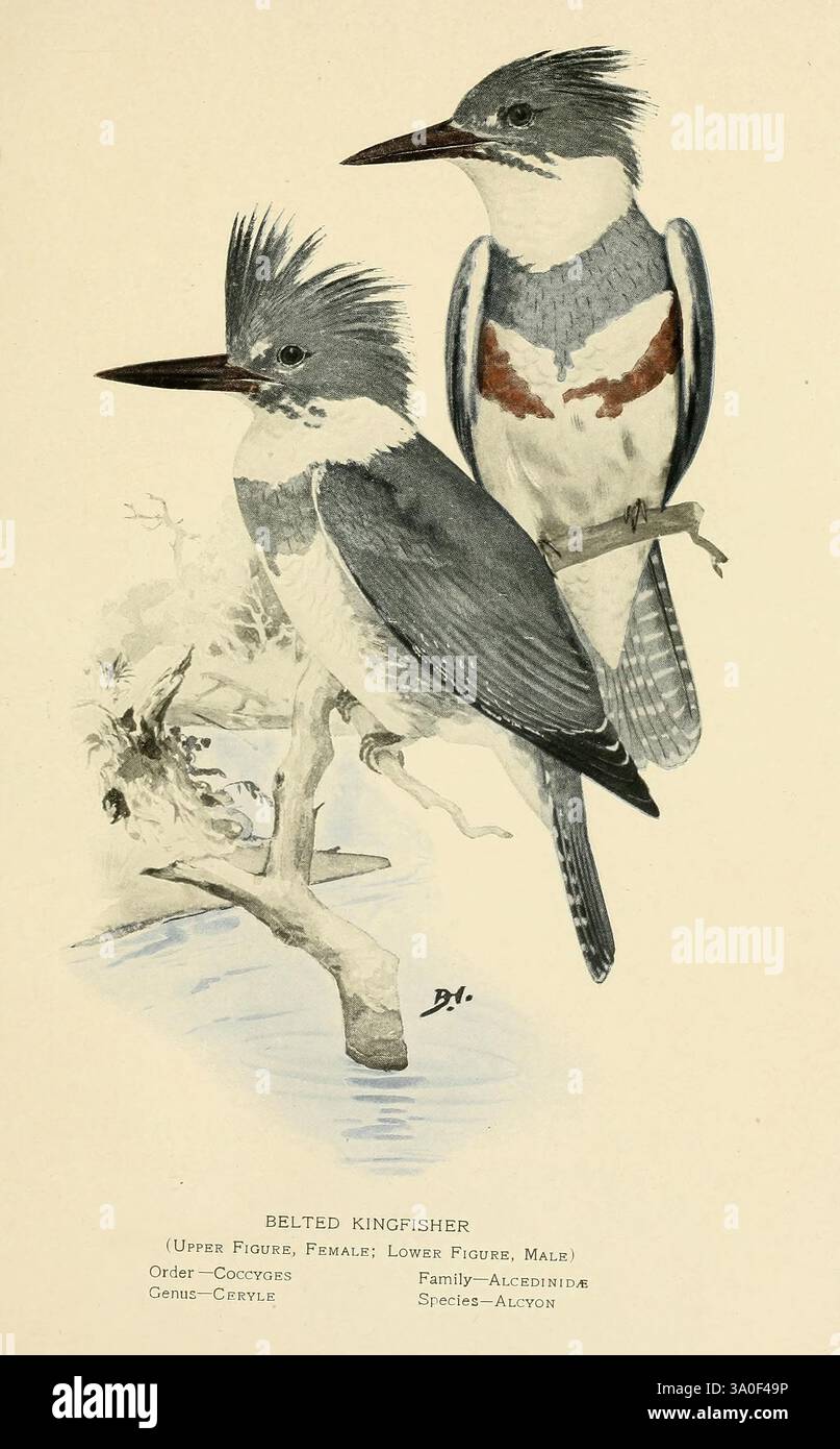 Pair of belted kingfishers perch hi-res stock photography and images ...