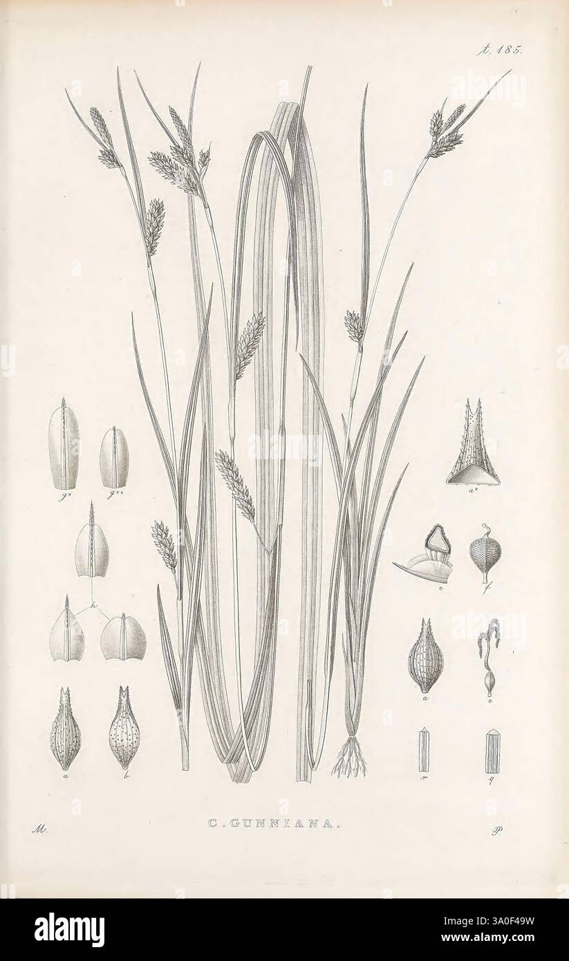 Illustrations of the genus Carex, London, William Pamplin, 1858-1867 ...