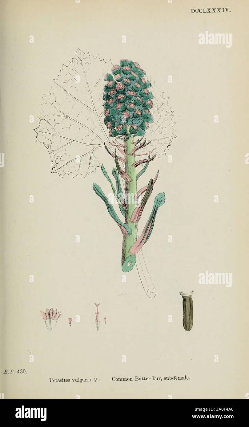 Featuring tiny individual blossoms hi-res stock photography and images ...