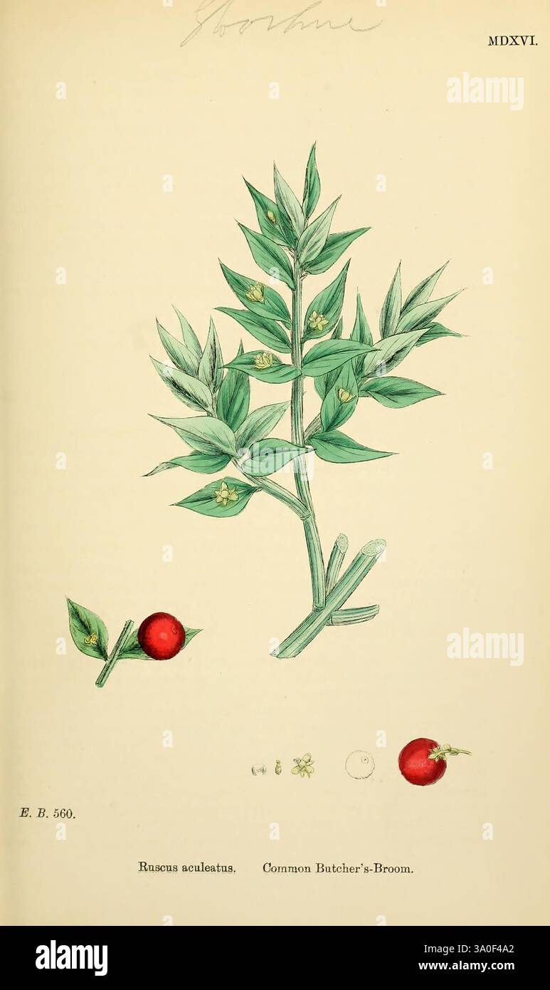 Characteristic lance shaped leaves hi-res stock photography and images ...