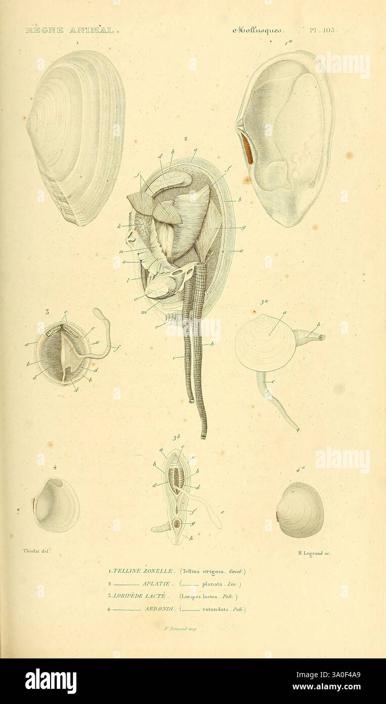 Les mollusques Paris Fortin Masson et cie 1836-1845 Classification ...
