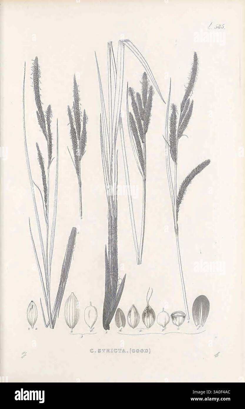 Illustrations of the genus Carex London William Pamplin 1858-1867 carex ...