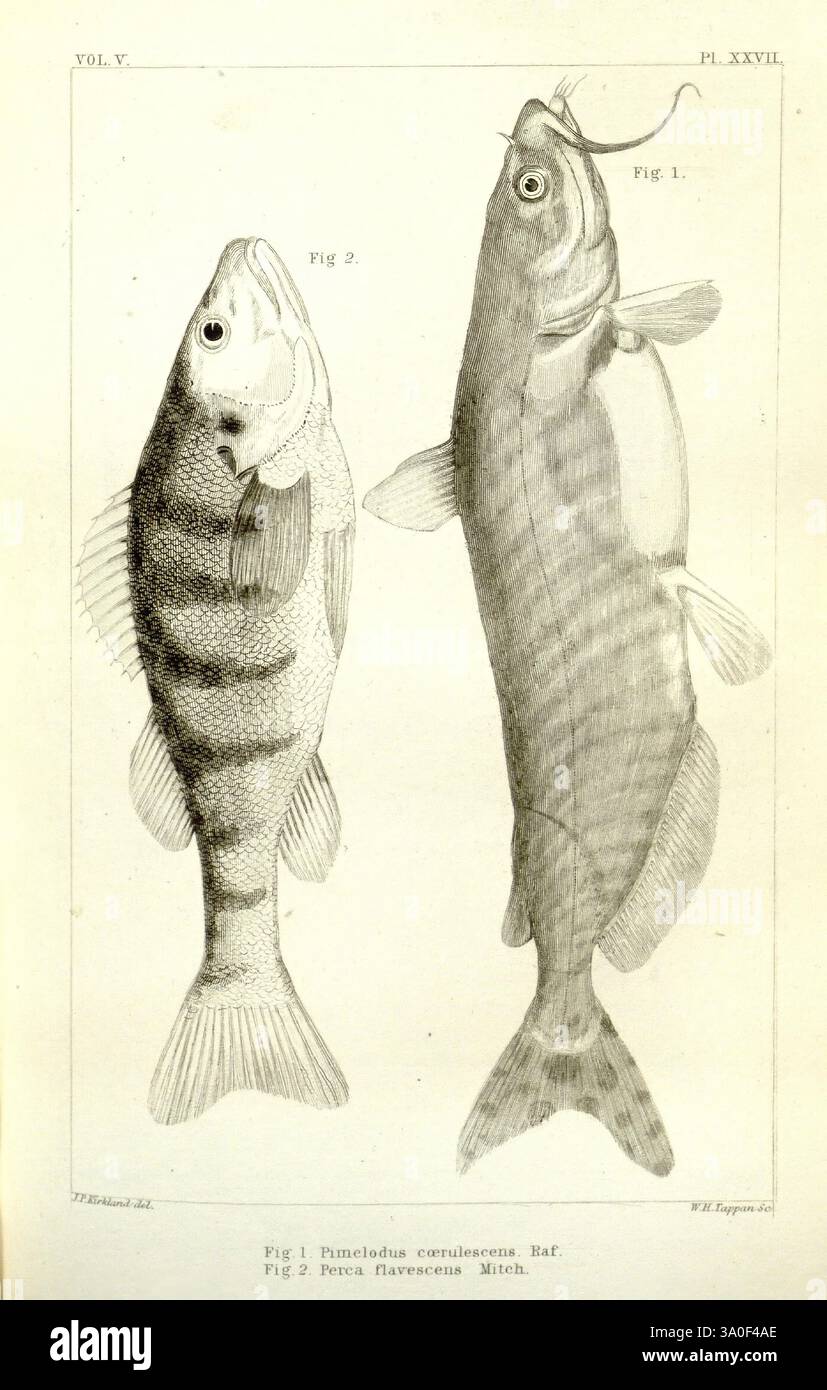 Boston Journal of Natural History, Boston, Boston Society of Natural ...