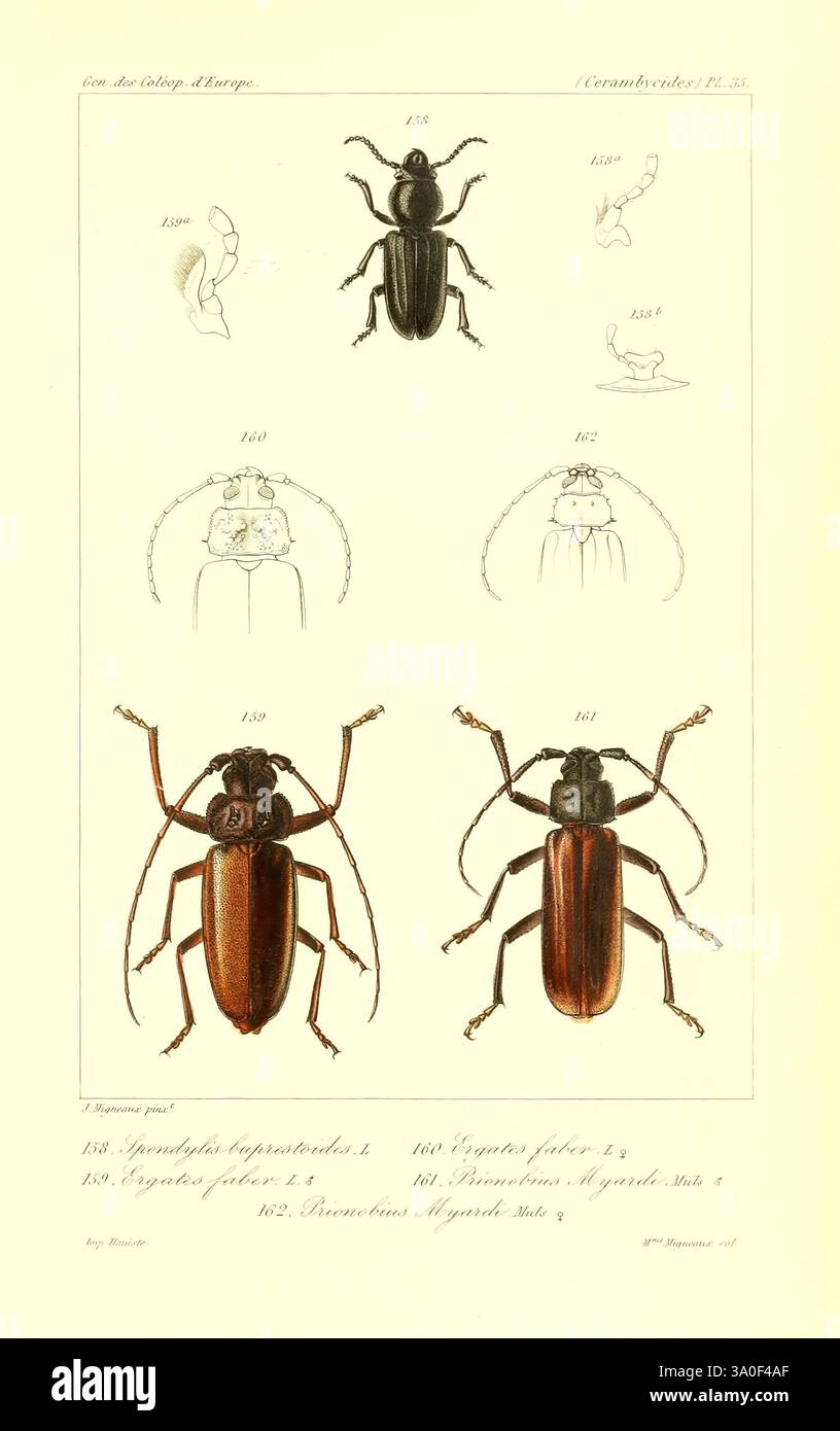 Detailed scientific study of various beetle species hi-res stock ...