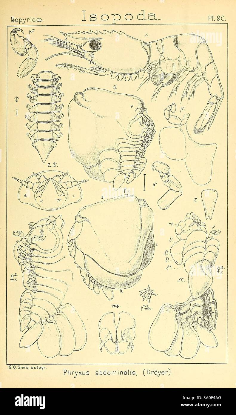 Detailed scientific study of various isopod species hi-res stock ...