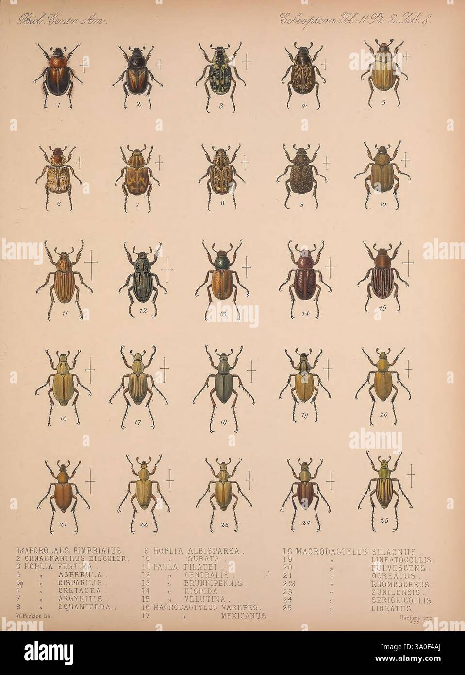 Meticulous display of various beetle species hi-res stock photography ...