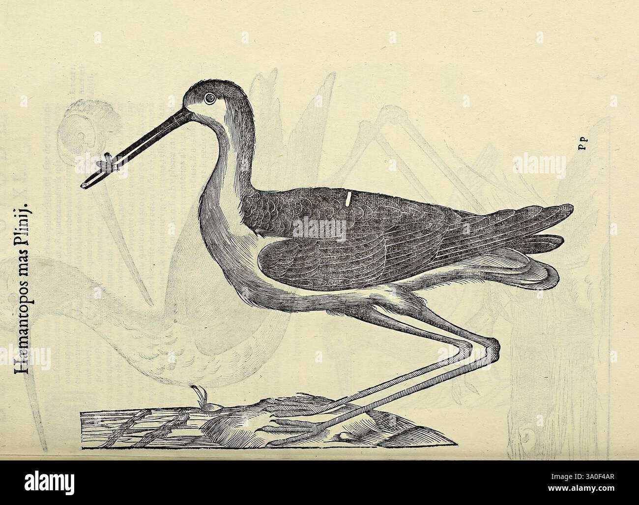 Hermanthopos mas plinii hi-res stock photography and images - Alamy