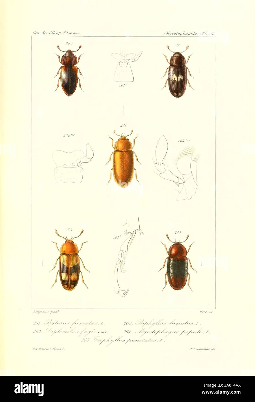 Top row displays larger beetles hi-res stock photography and images - Alamy