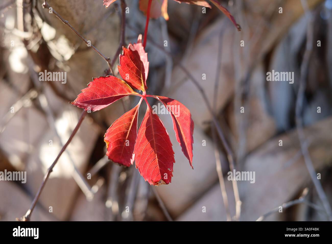 Red Autumn ivy leaves isolated nature scene Stock Photo - Alamy
