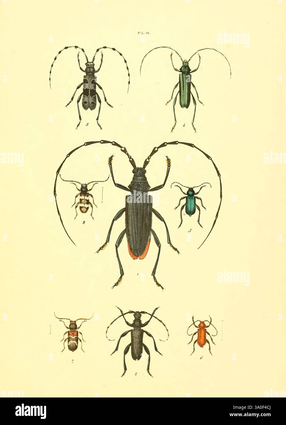 Callidium sanguineum hi-res stock photography and images - Alamy