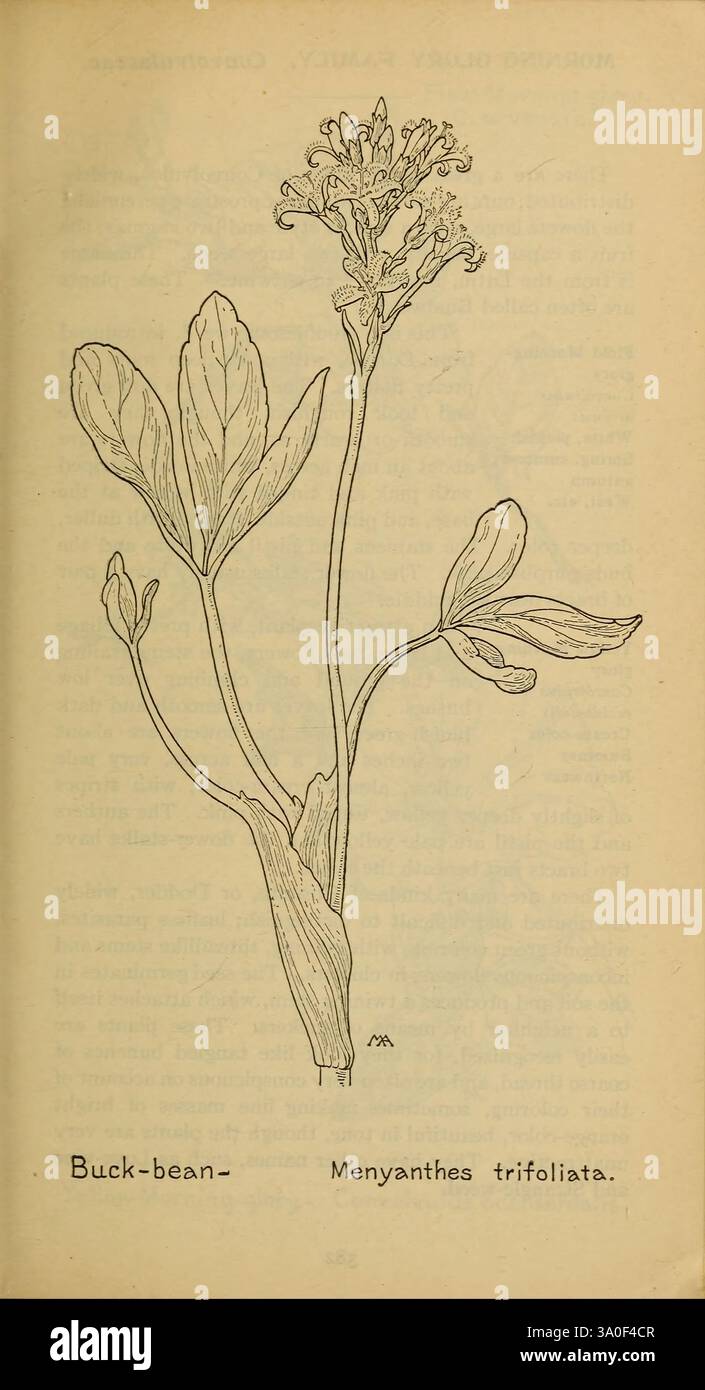 Characteristic trifoliate structure hi-res stock photography and images ...