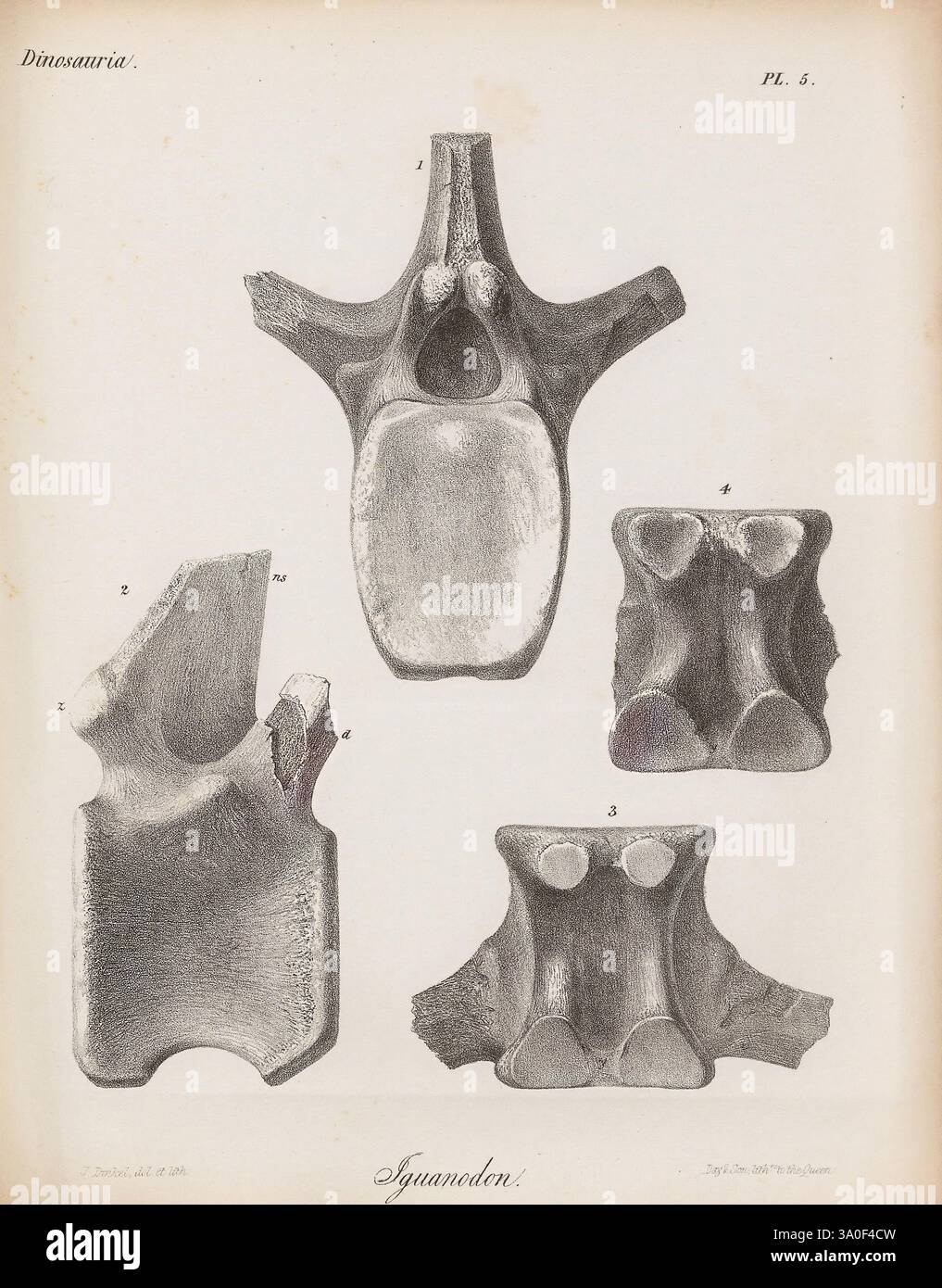 A history of British fossil reptiles, London, Cassell & Company Limited ...