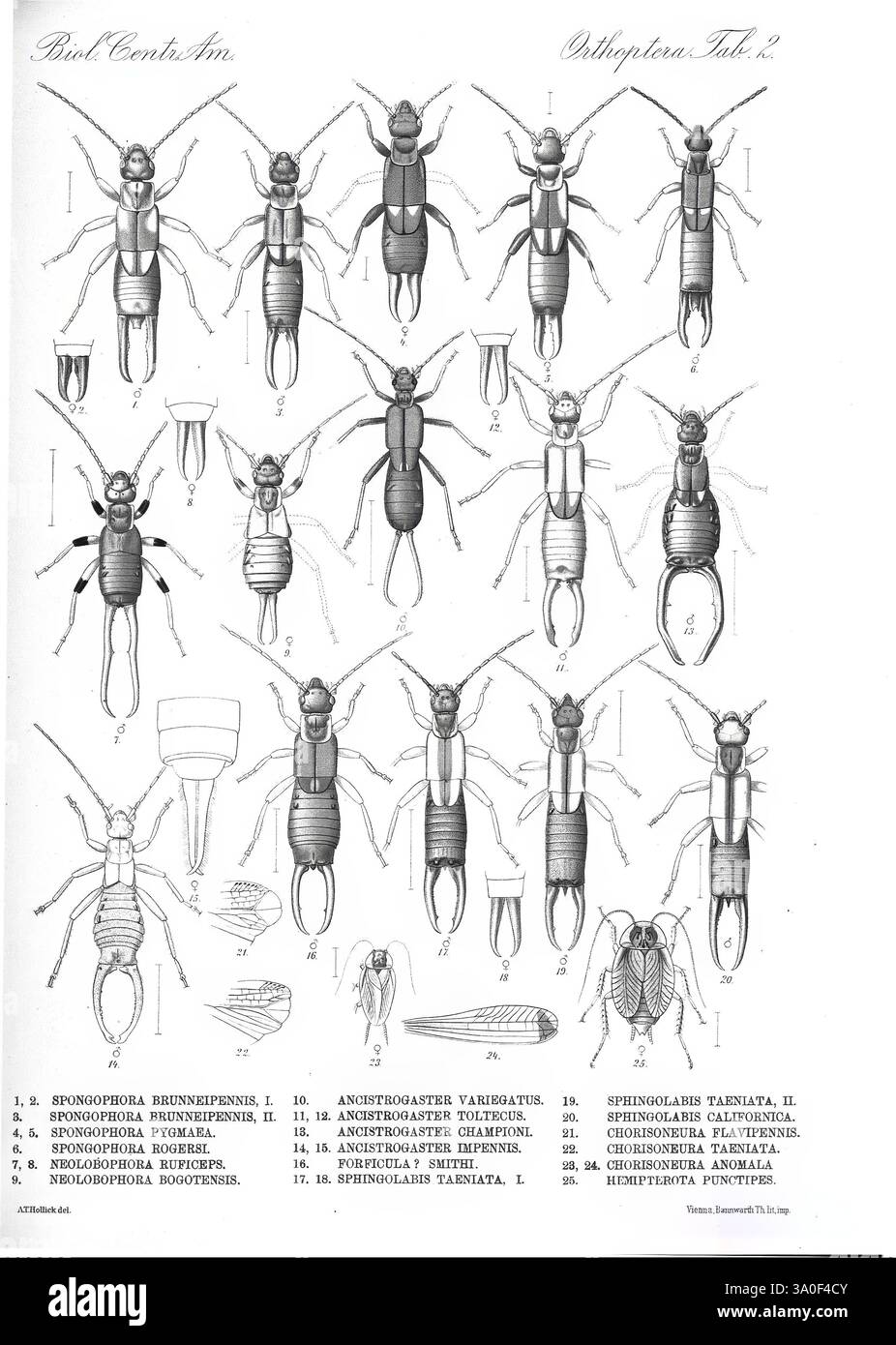 Biologia Centrali-Americana, London, 1879-1915, archaeology, botany ...