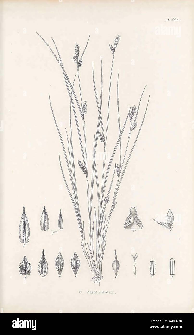 Illustrations, of, the, genus, Carex, London, William, Pamplin, 1858 ...