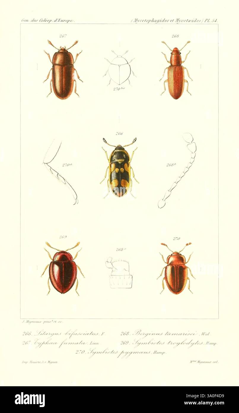 Intricacy of beetle morphology hi-res stock photography and images - Alamy