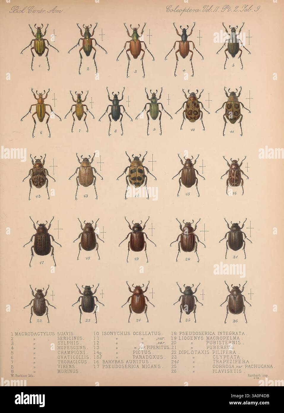 Distinct types of beetles hi-res stock photography and images - Alamy